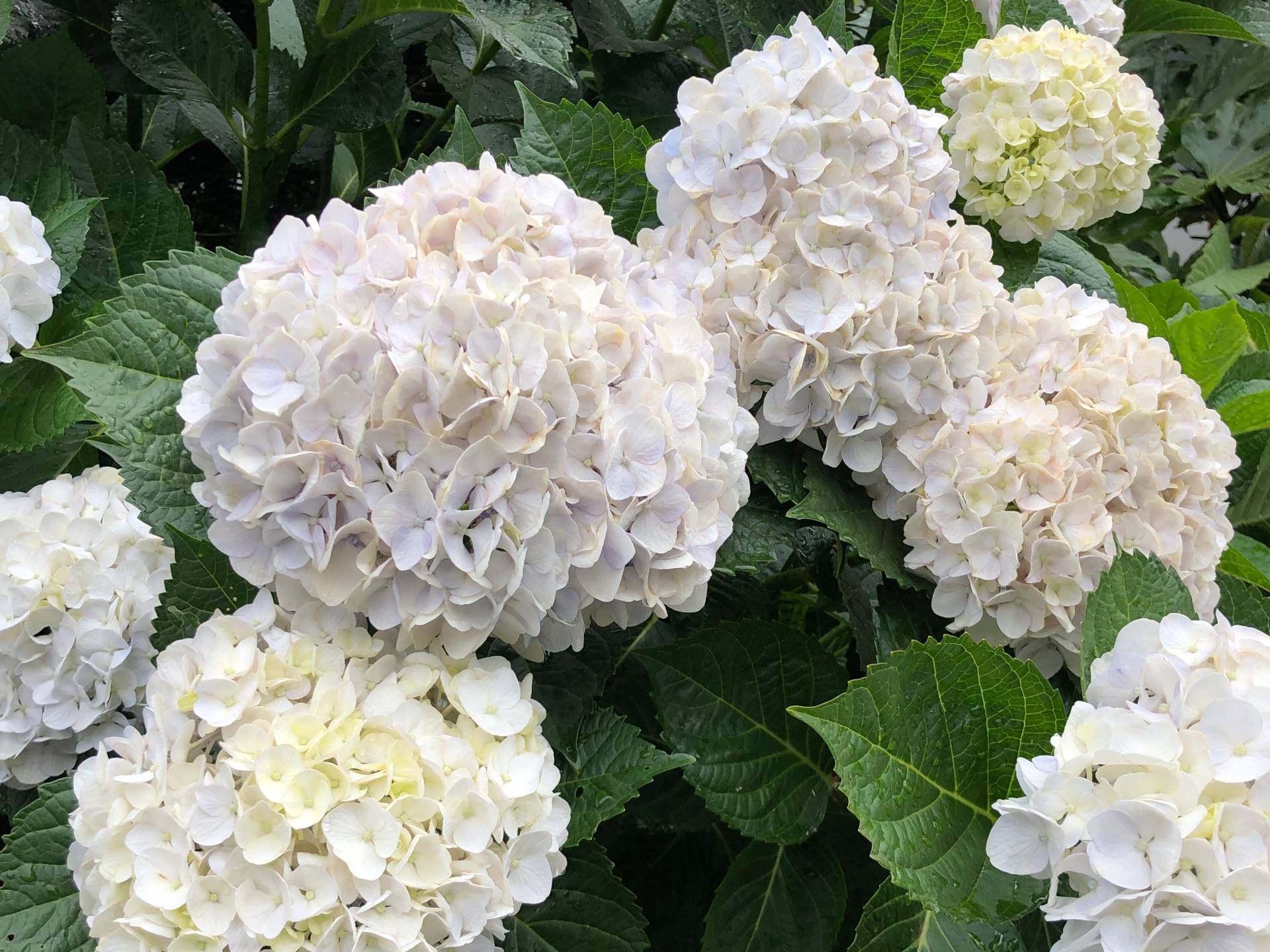 style of tennis running hydrangea 1 | Style of Tennis