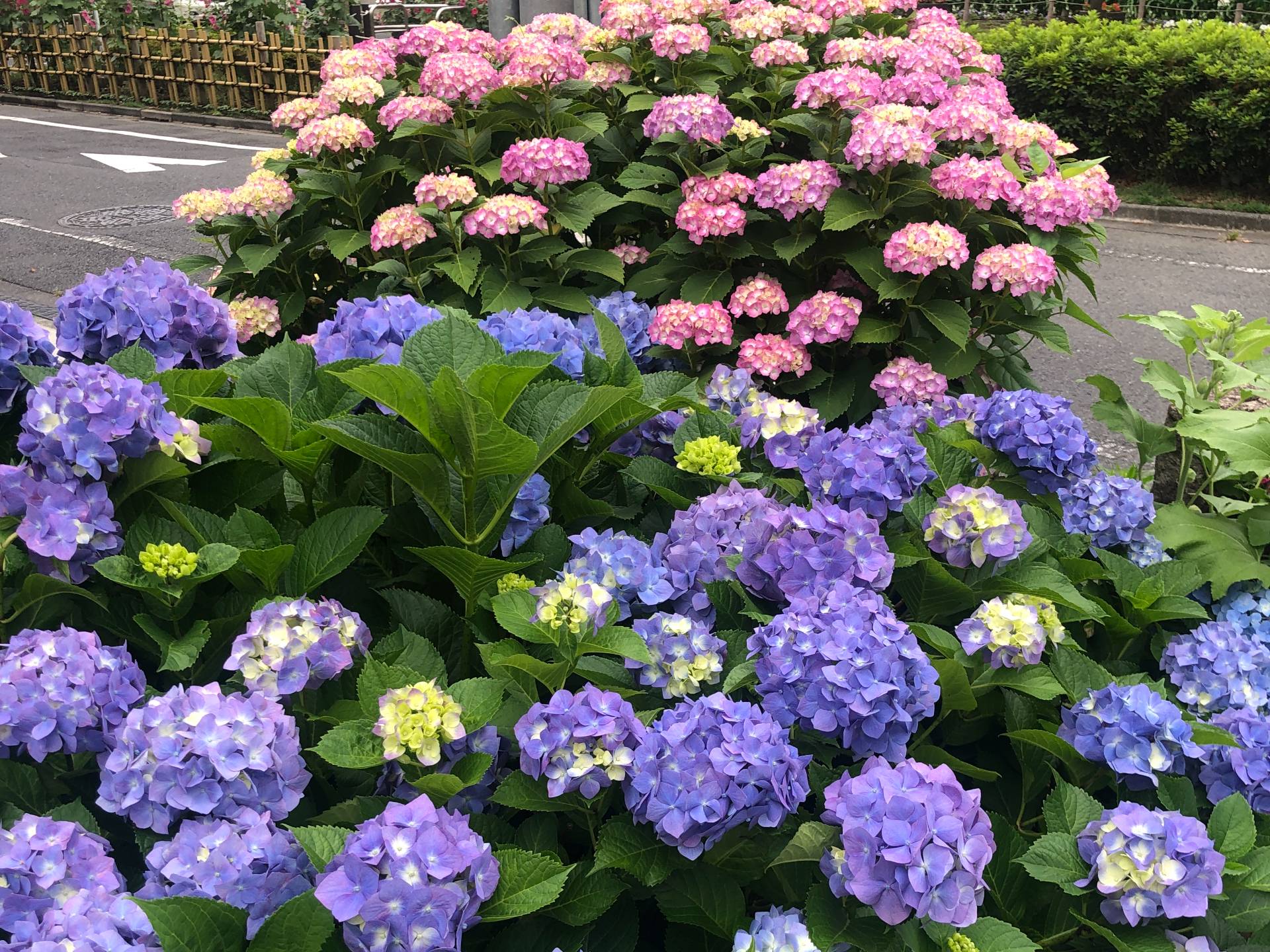 style of tennis running hydrangea 2 | Style of Tennis